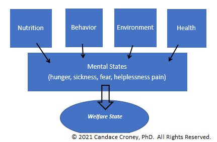 The Five Domains Model Aims to Help Animals Thrive - Canine Welfare Science