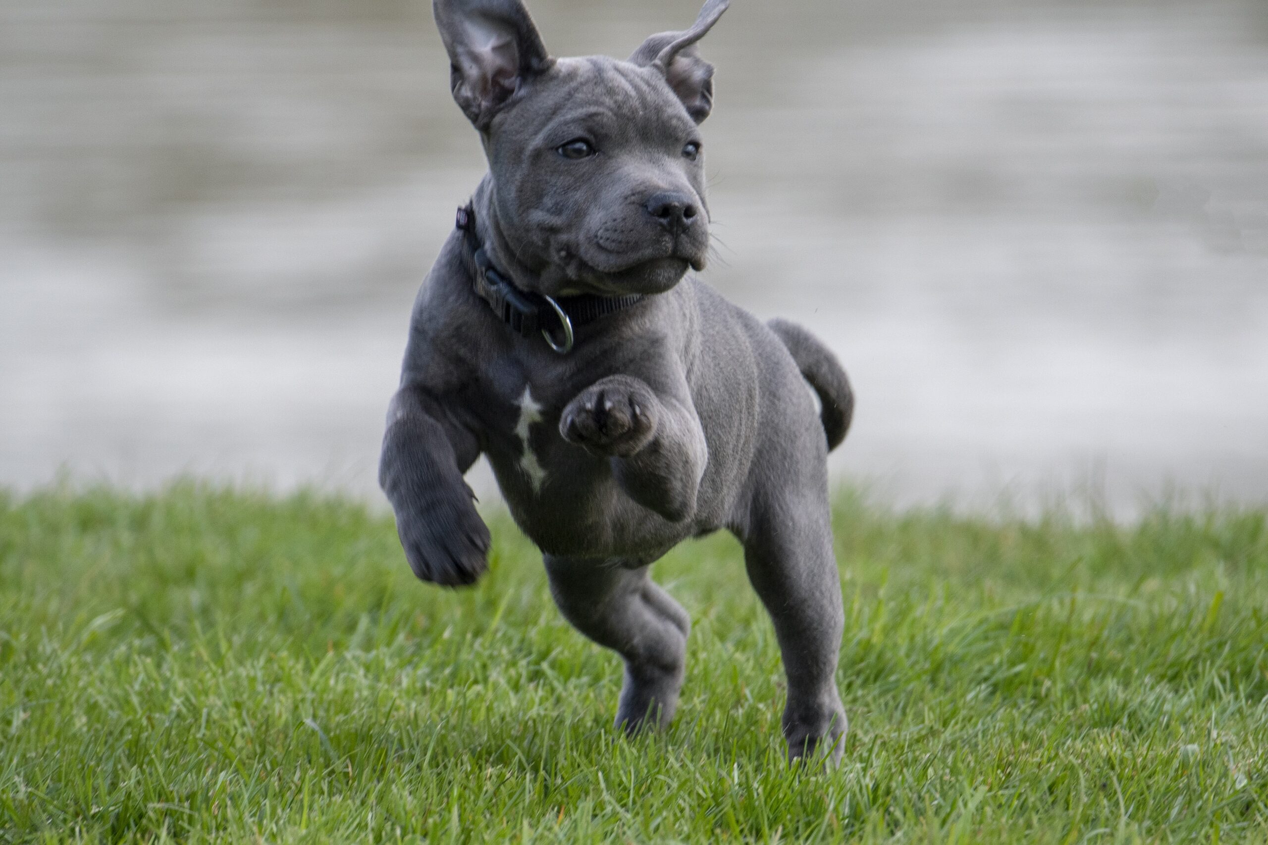 Exercise - Canine Welfare Science