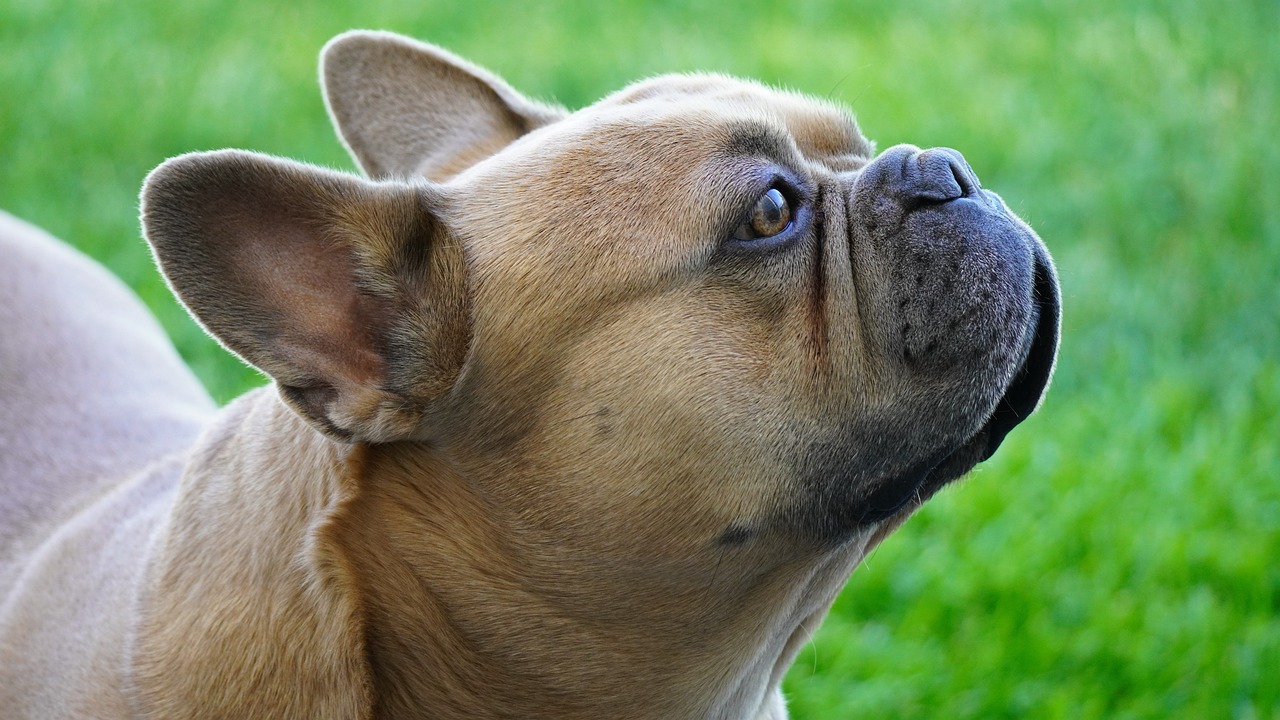 Brachycephalic Obstructive Airway Syndrome (BOAS) - Canine Welfare Science