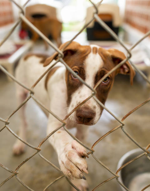 Identifying Environmental and Management Factors That May Be Associated ...