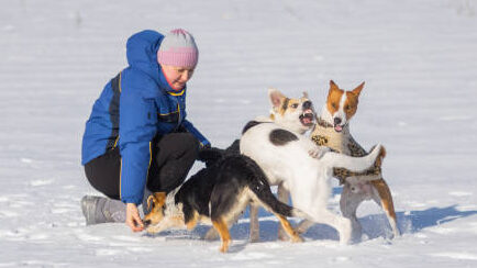 The 2020 Five Domains Model: Including Human-Animal Interactions in ...