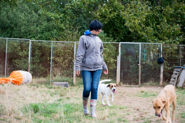 Effects of Exercise and Human Contact on Animal Welfare in a Dog ...