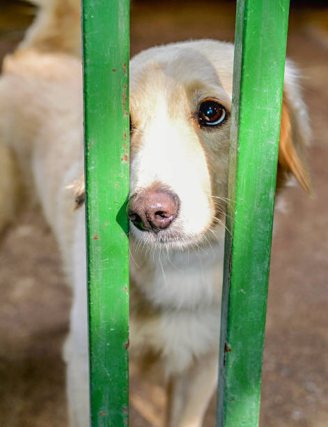 The Effects Of Social Training And Other Factors On Adoption Success Of ...