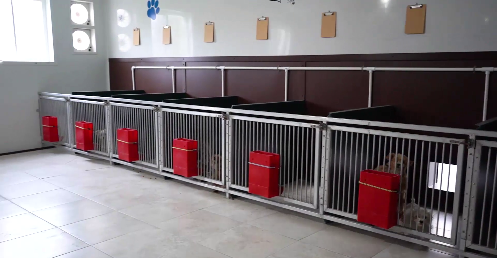 Responsible Dog Breeding Guidelines Canine Welfare Science