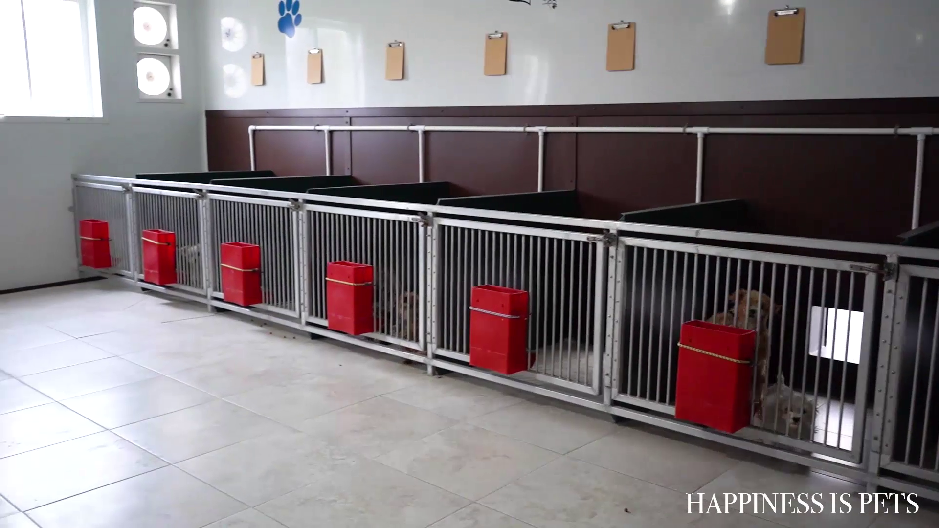 Responsible Dog Breeding Guidelines - Canine Welfare Science