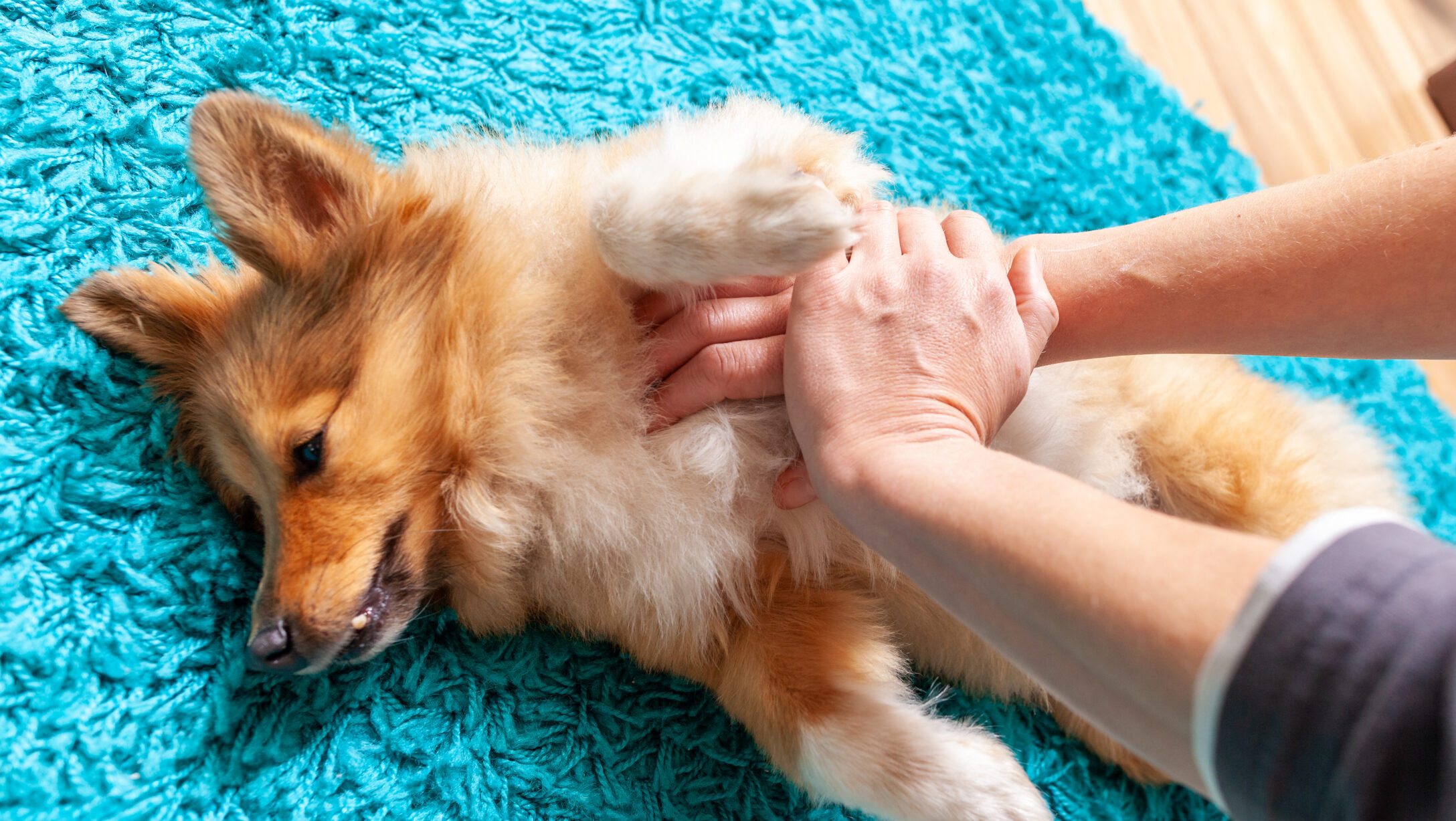 CPR for Your Dog or Cat - Canine Welfare Science