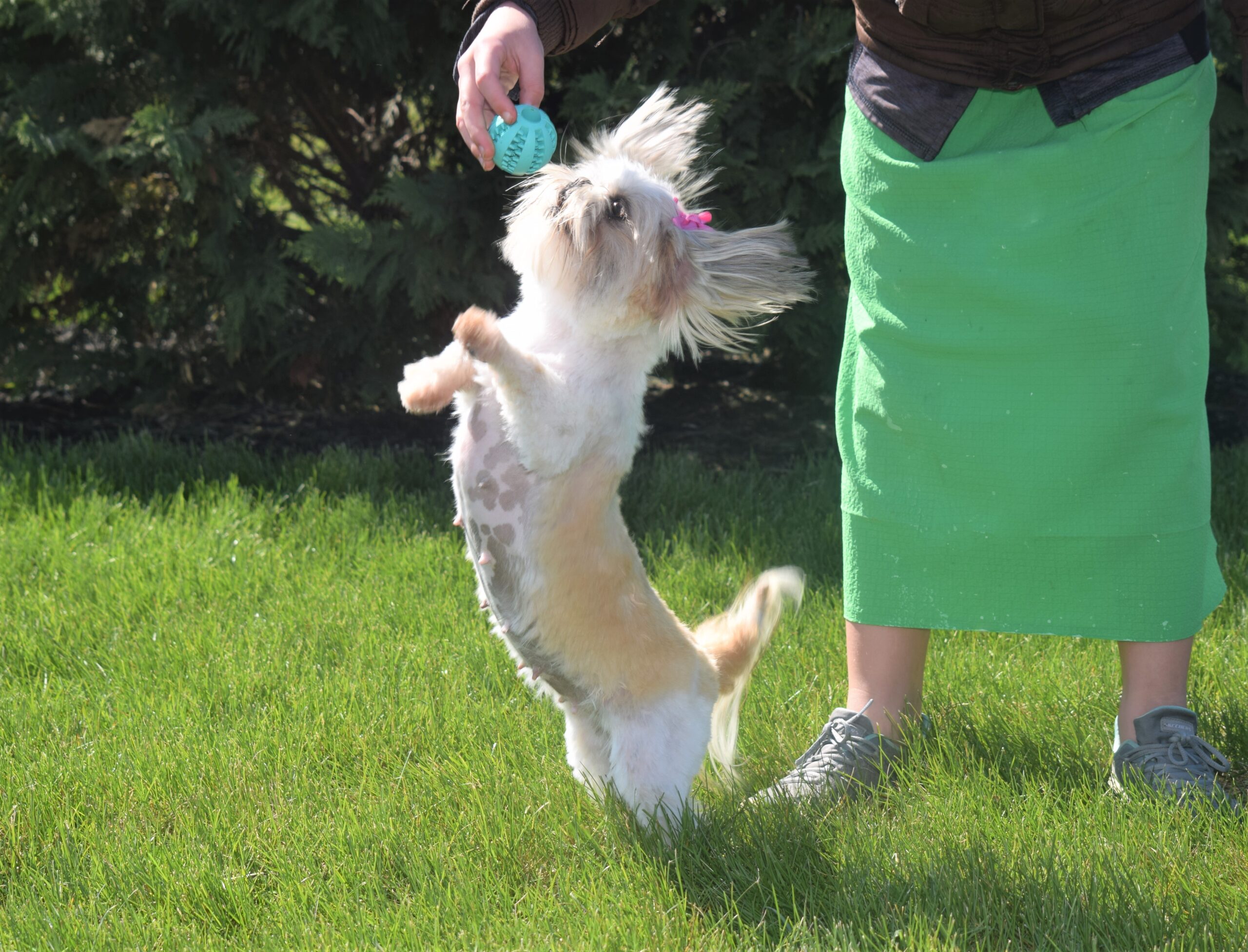 Enrichment - Canine Welfare Science