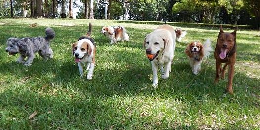 Highly Heritable and Functionally Relevant Breed Differences in Dog ...