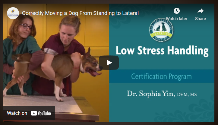 How Do You Move a Dog From Standing to Lateral? - Canine Welfare Science