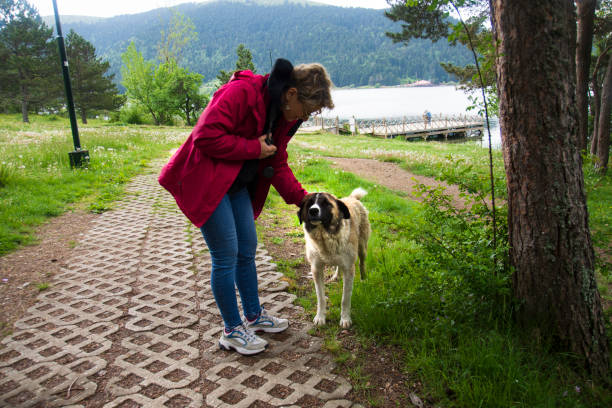 The Best Way to Approach a Dog - Canine Welfare Science