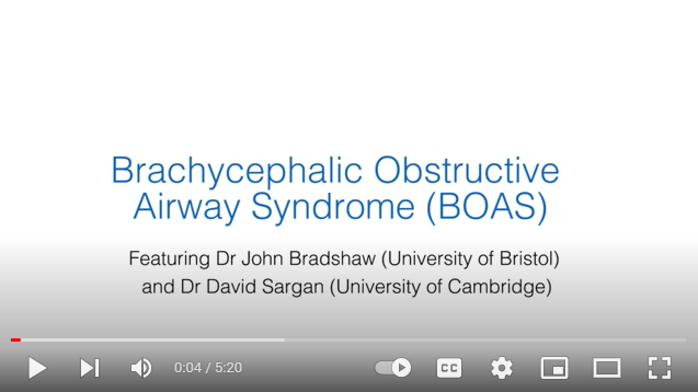 Brachycephalic Obstructive Airway Syndrome (BOAS) - Canine Welfare Science