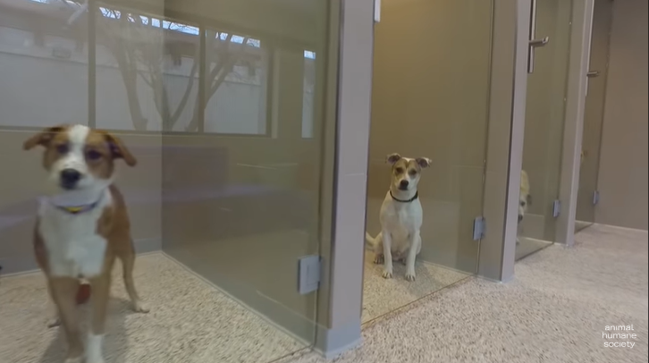 Pet Dish TV - A New Way of Housing Shelter Dogs - Canine Welfare Science